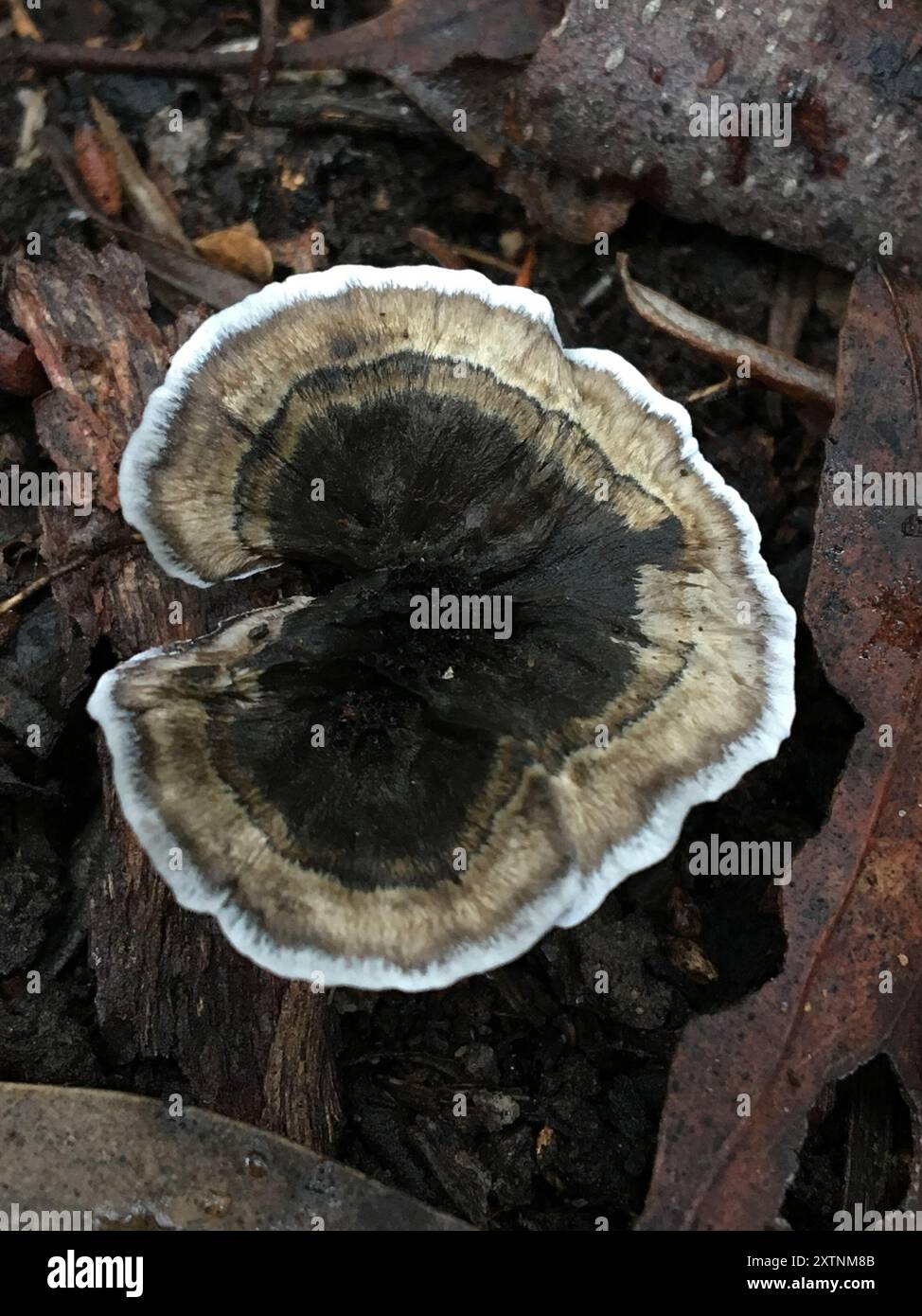 Black Tooth (Phellodon niger) Fungi Stock Photo - Alamy