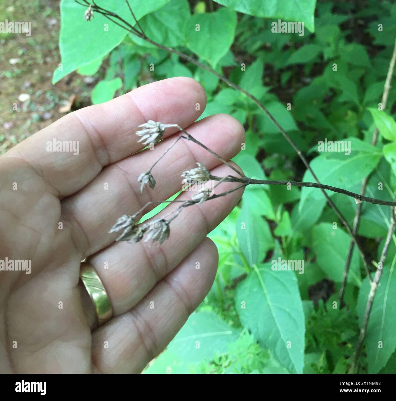 Yellow Crownbeard (Verbesina occidentalis) Plantae Stock Photo - Alamy
