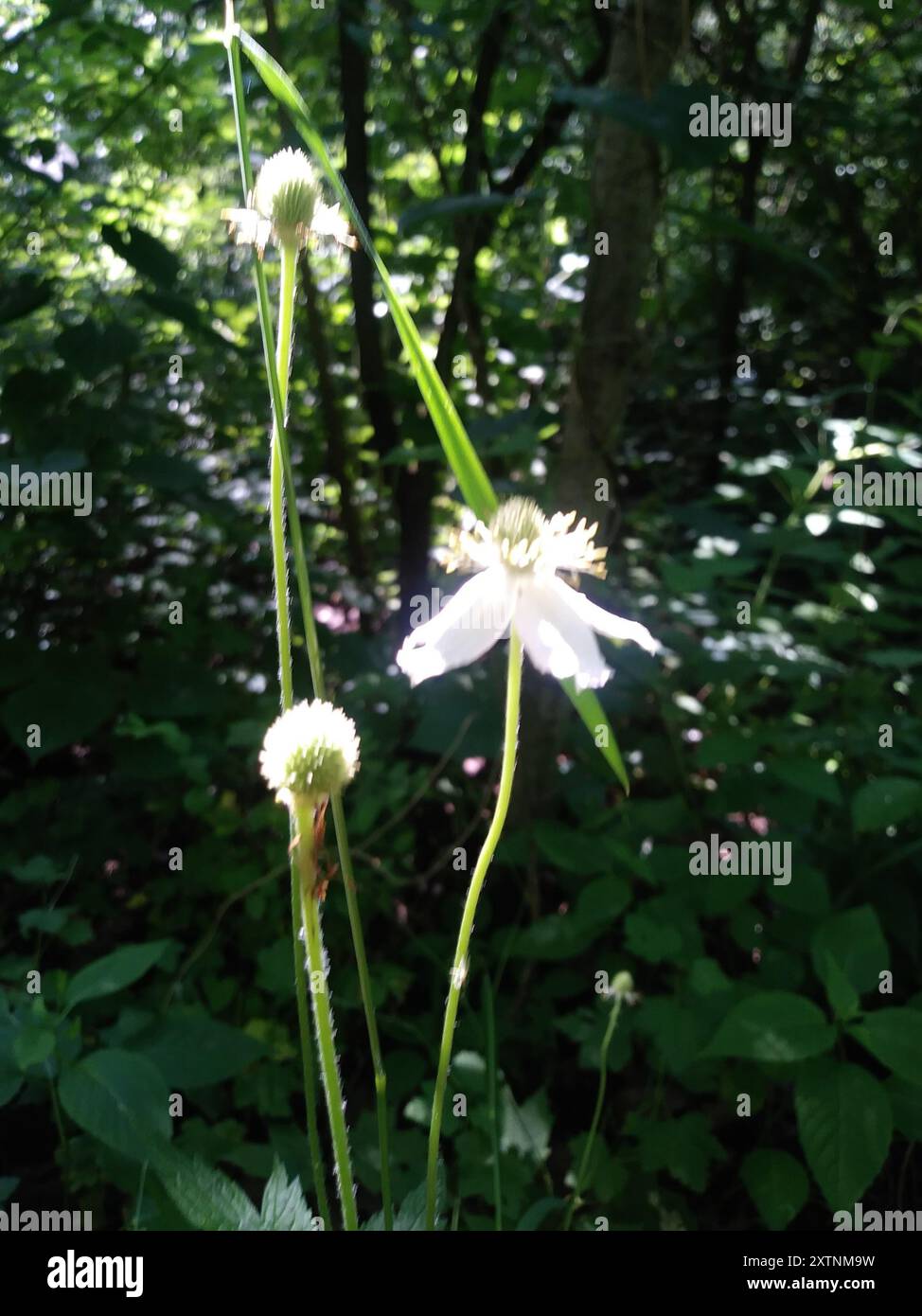 tall thimbleweed (Anemone virginiana) Plantae Stock Photo - Alamy