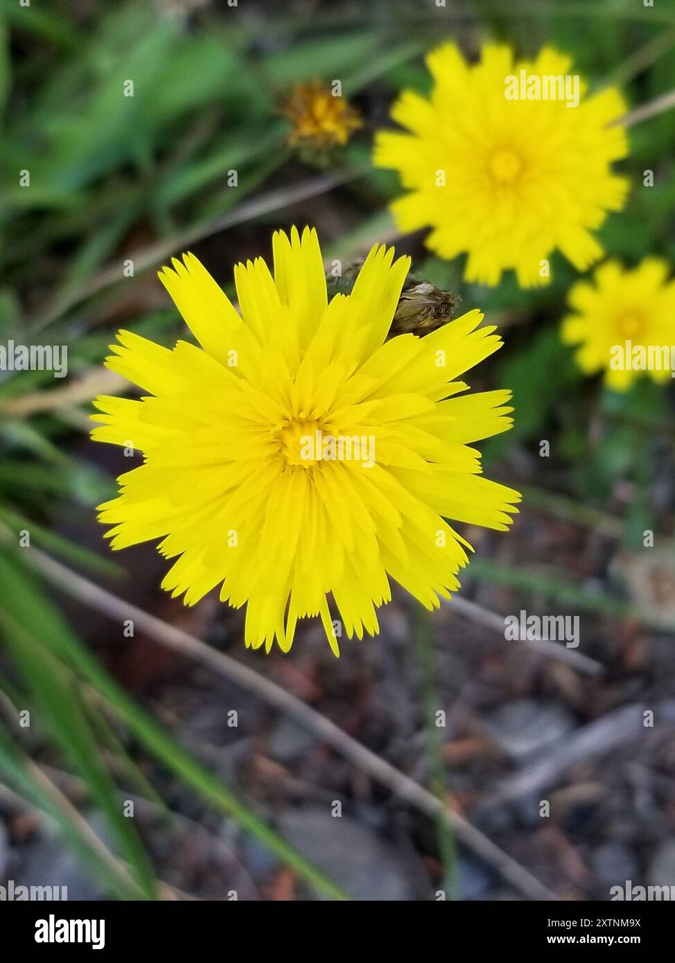Common Cat's-ear (Hypochaeris radicata) Plantae Stock Photo - Alamy