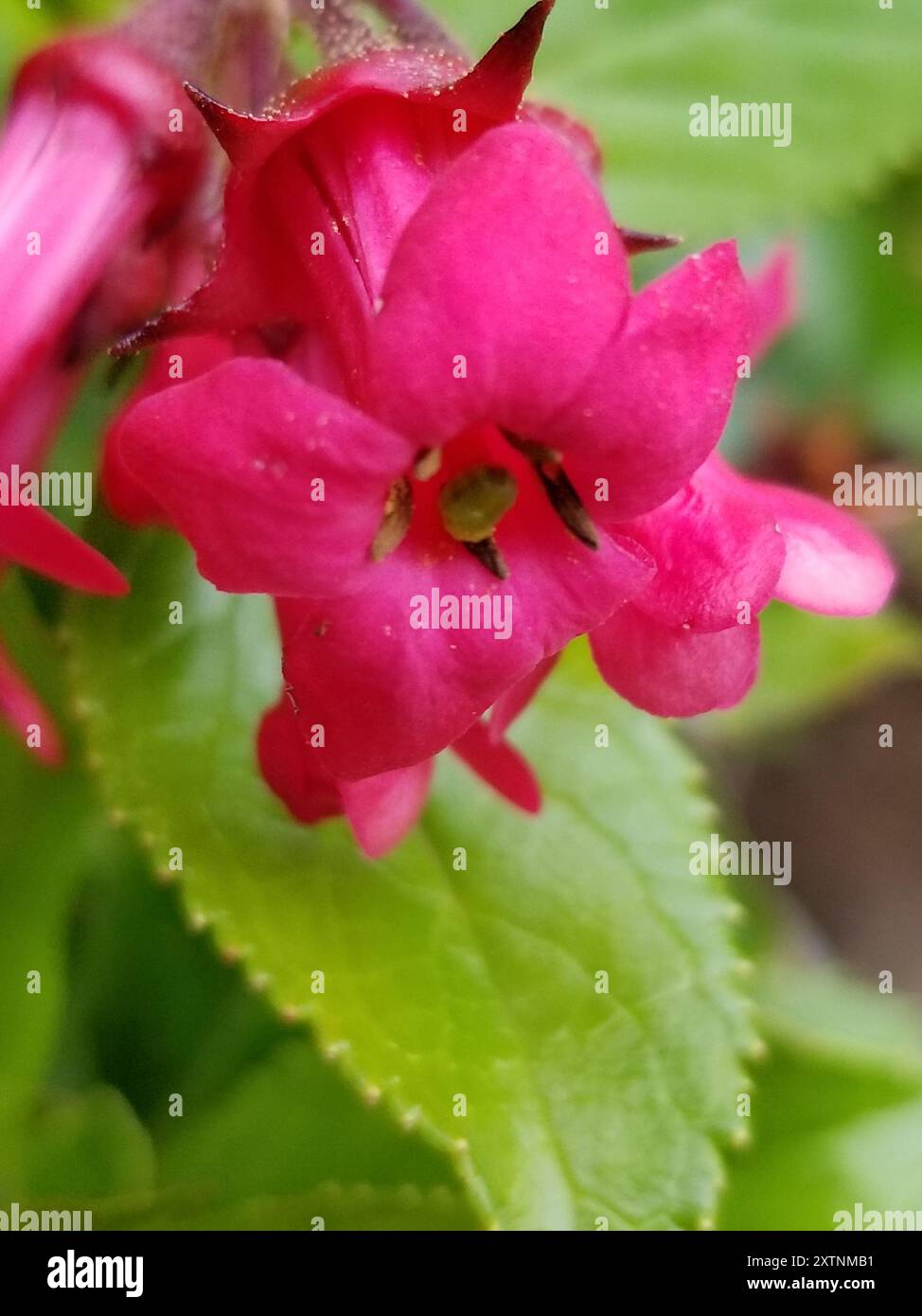 redclaws (Escallonia rubra) Plantae Stock Photo - Alamy