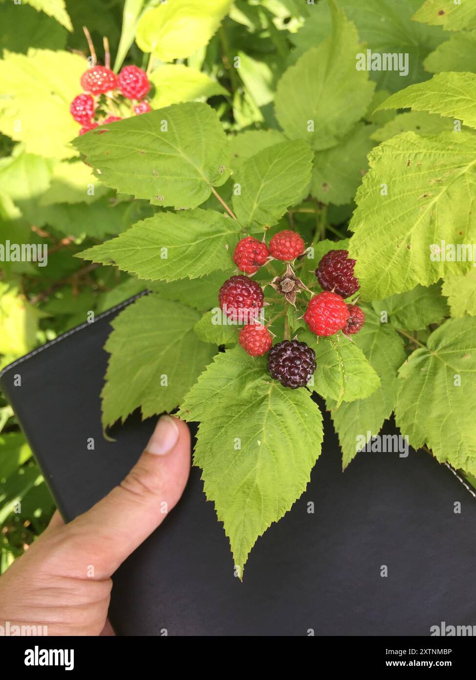 black raspberry (Rubus occidentalis) Plantae Stock Photo - Alamy