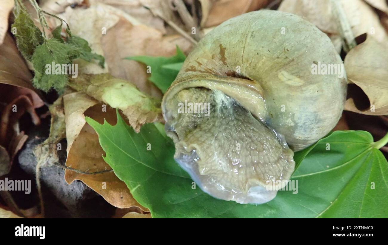 Roman Snail (Helix pomatia) Mollusca Stock Photo - Alamy