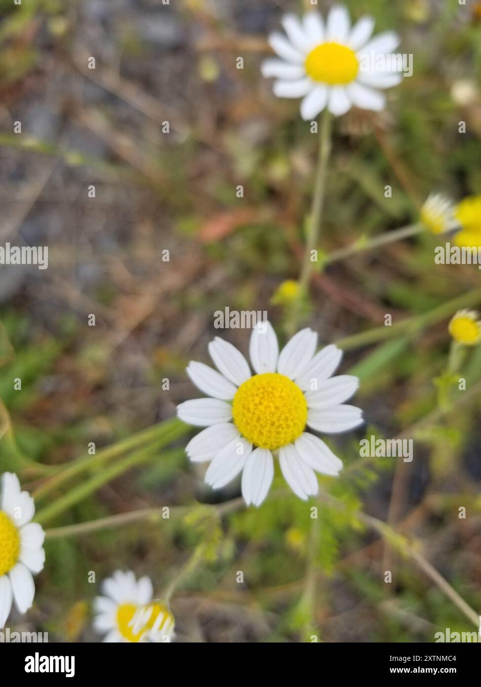 Stinking chamomile (Anthemis cotula) Plantae Stock Photo - Alamy