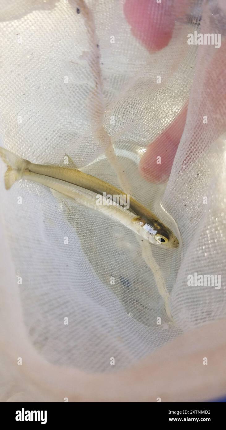 Atlantic Silverside (Menidia menidia) Actinopterygii Stock Photo - Alamy