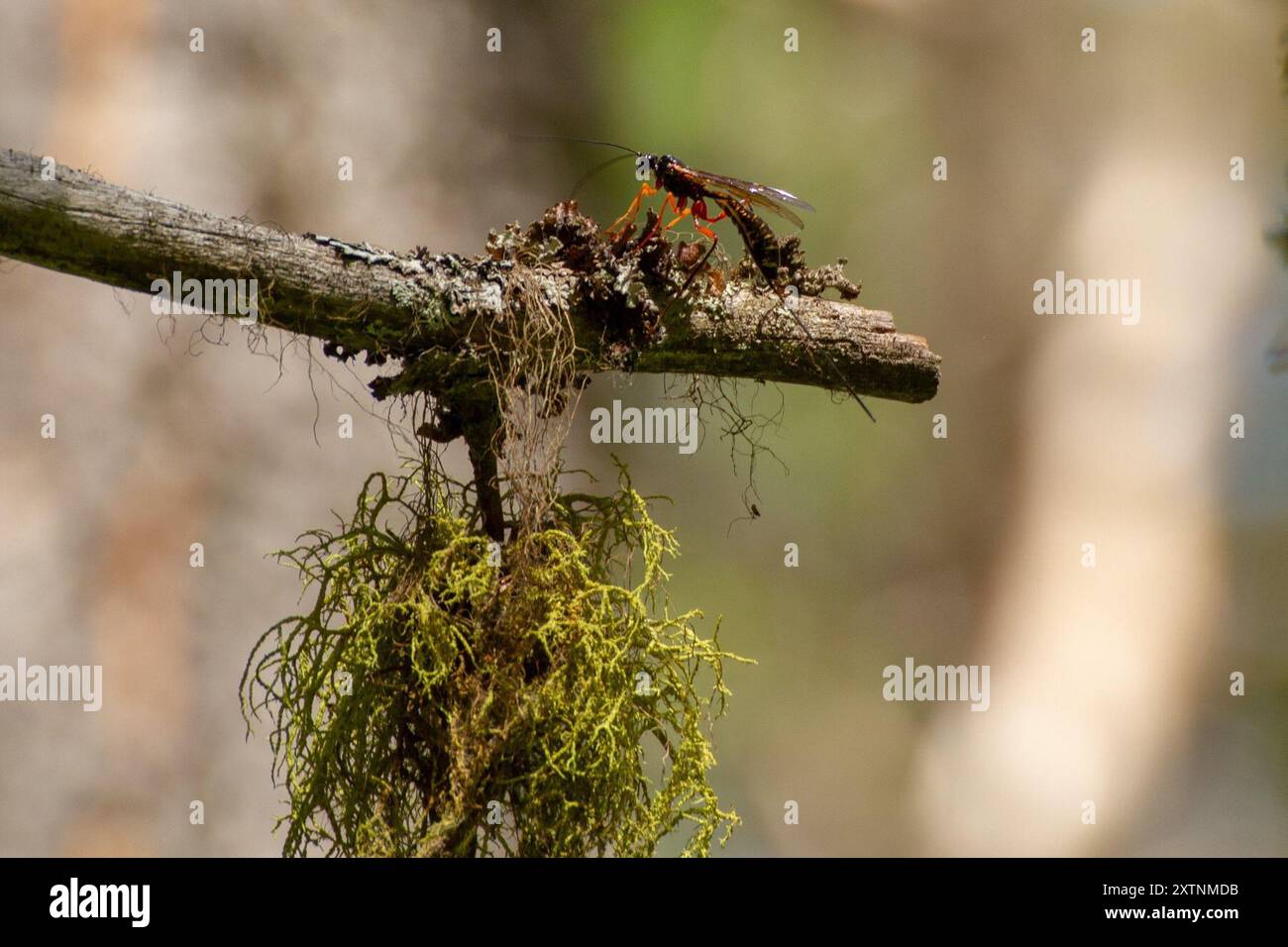 Coleocentrus hi-res stock photography and images - Alamy