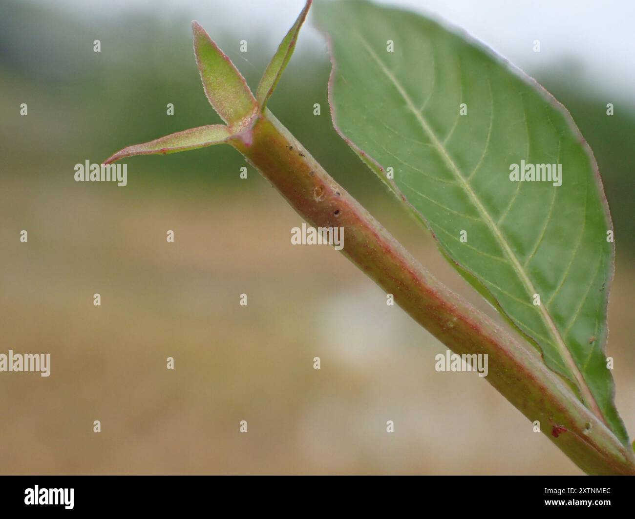 Seedbox (Ludwigia hyssopifolia) Plantae Stock Photo - Alamy