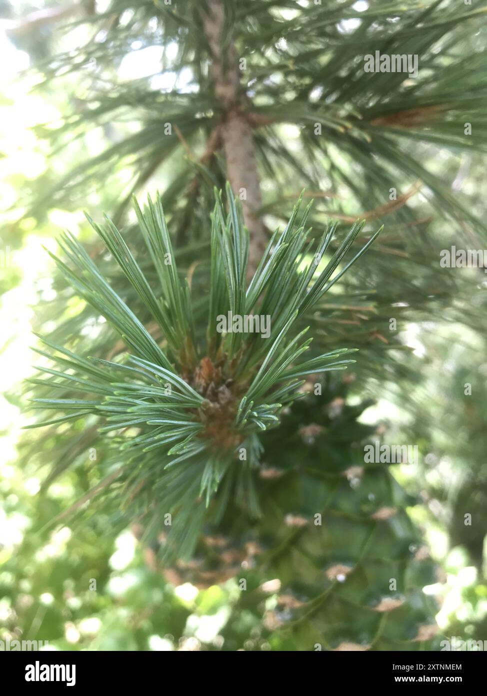 southwestern white pine (Pinus strobiformis) Plantae Stock Photo - Alamy