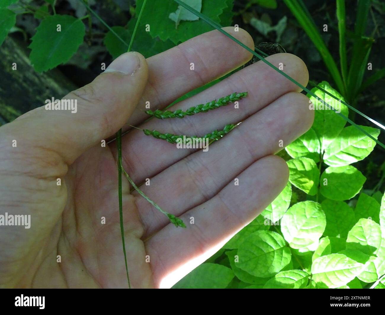 graceful sedge (Carex gracillima) Plantae Stock Photo - Alamy