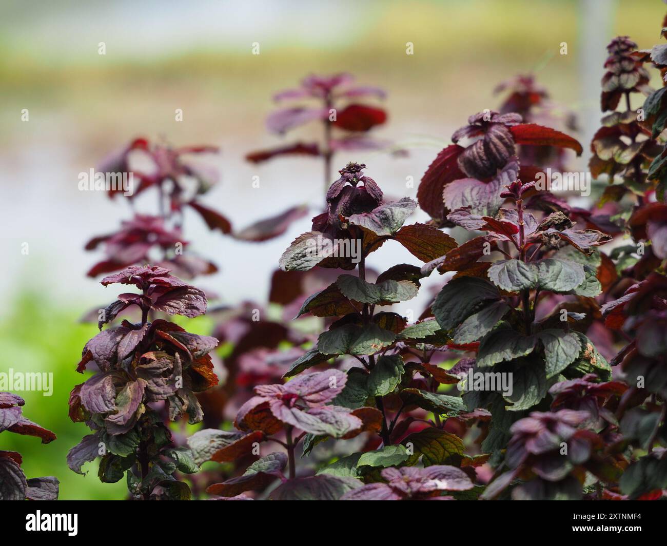 beefsteak plant (Perilla frutescens) Plantae Stock Photo - Alamy