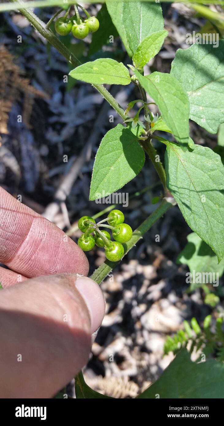 American black nightshade (Solanum americanum) Plantae Stock Photo - Alamy