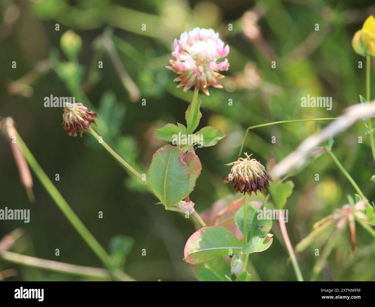 Alsike clover (Trifolium hybridum) Plantae Stock Photo - Alamy