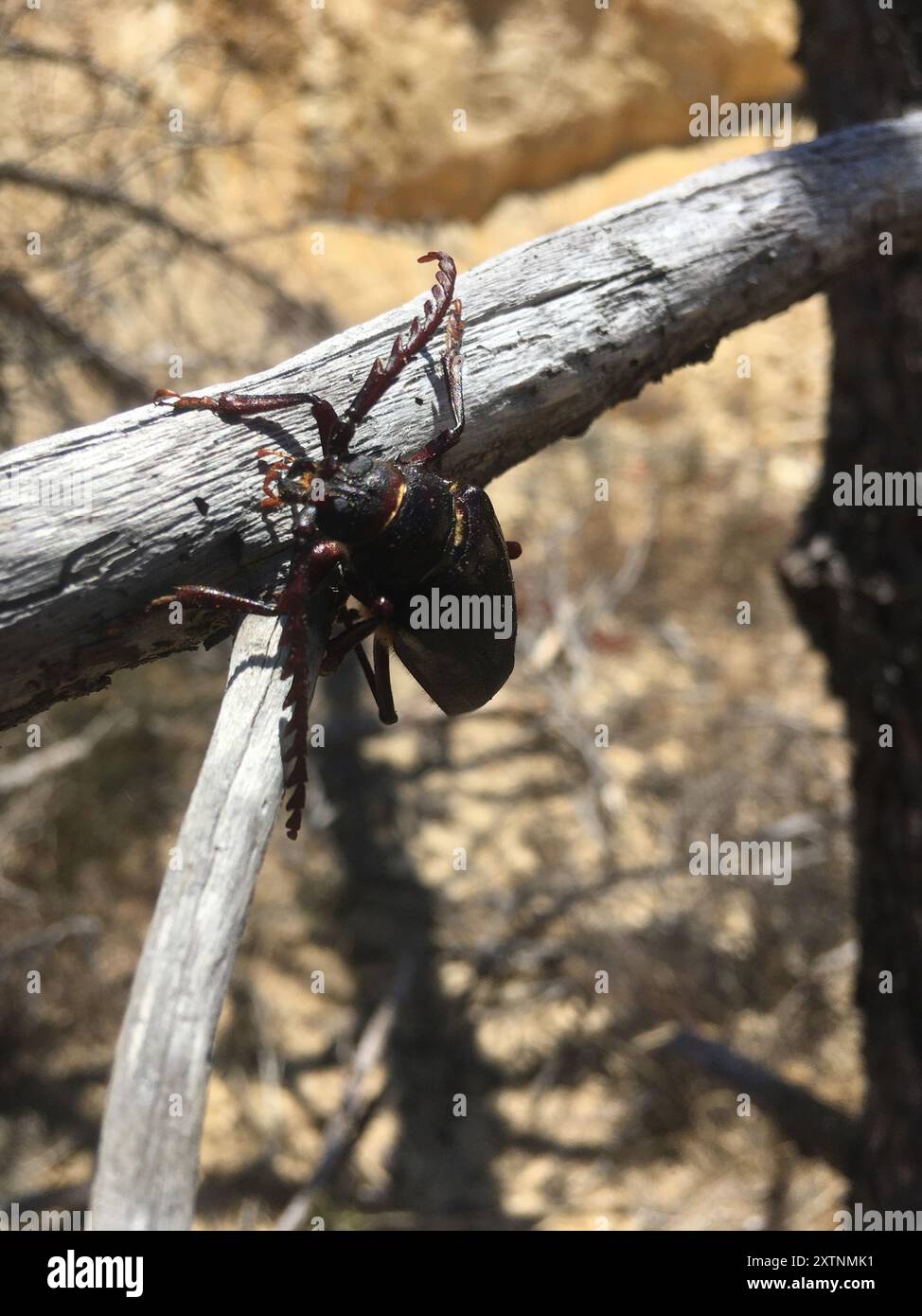 Prionus californicus hi-res stock photography and images - Alamy