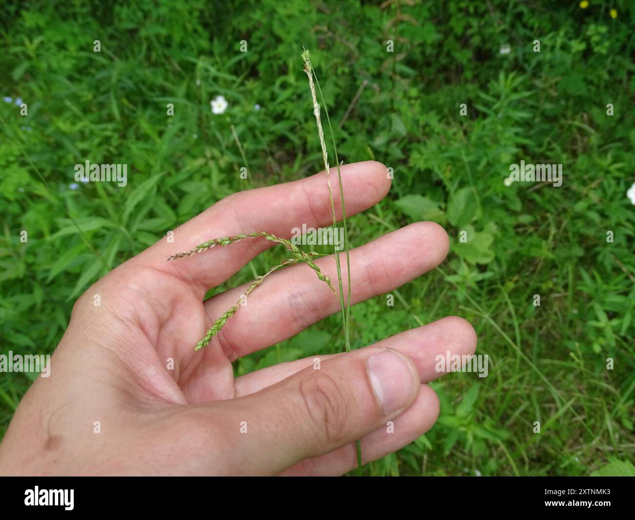 graceful sedge (Carex gracillima) Plantae Stock Photo - Alamy
