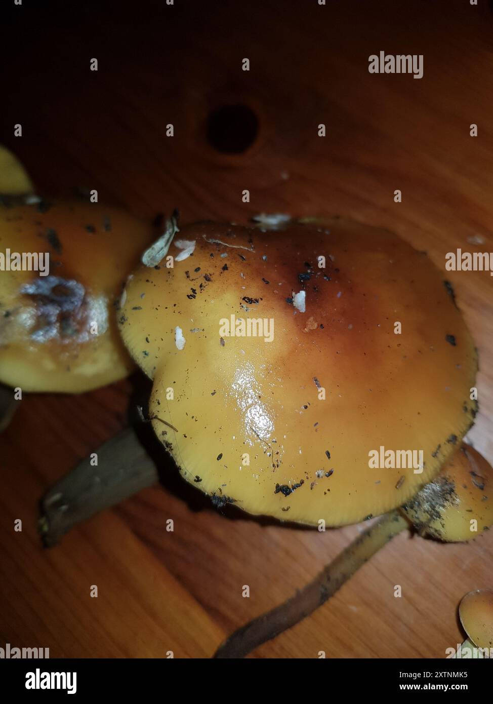 Velvet Foot (Flammulina velutipes) Fungi Stock Photo - Alamy