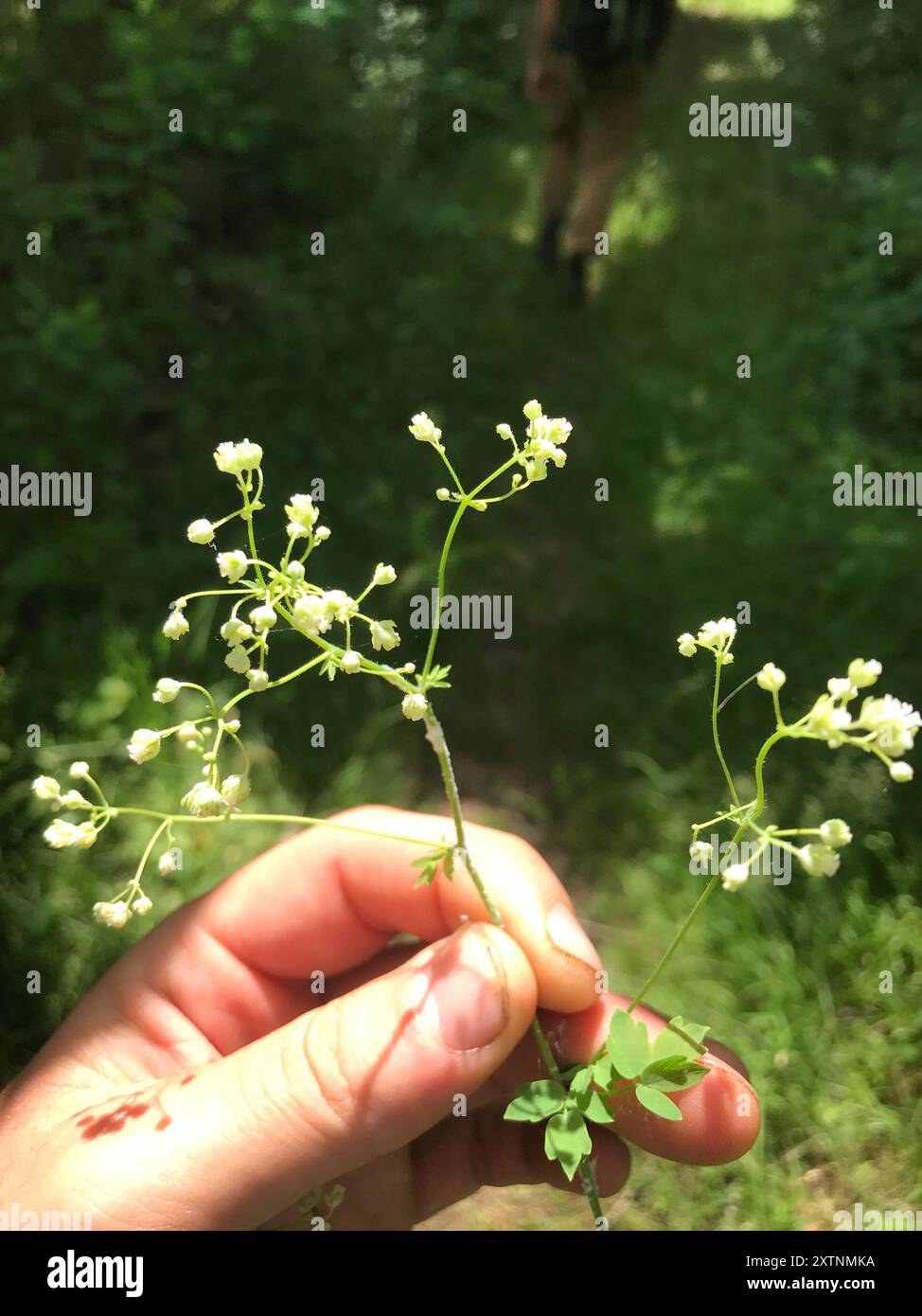 tall meadow-rue (Thalictrum pubescens) Plantae Stock Photo - Alamy