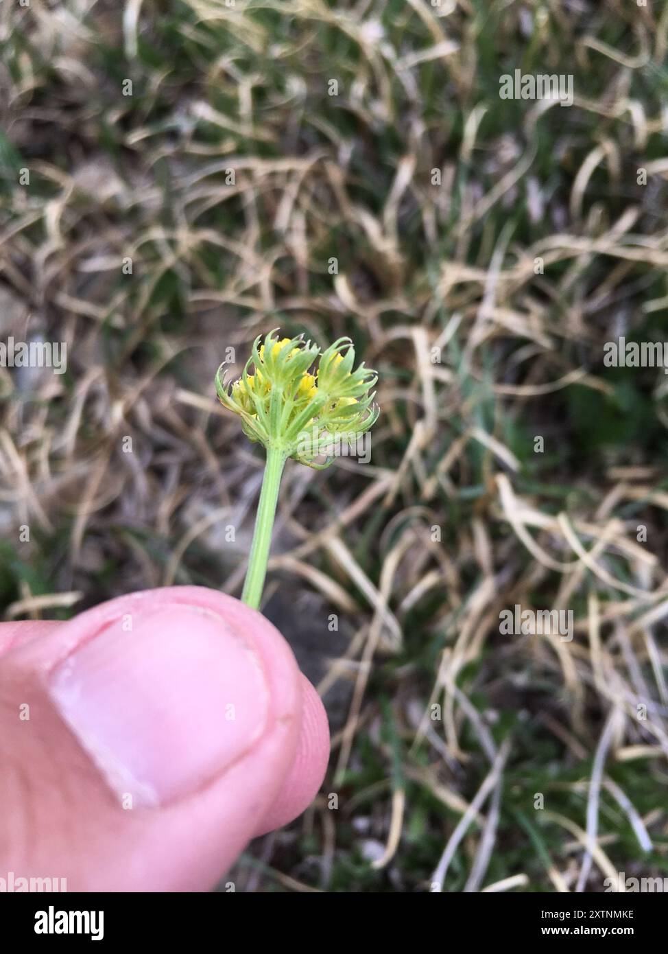 Baker's Alpineparsley (Cymopterus bakeri) Plantae Stock Photo - Alamy
