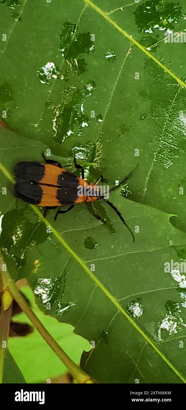 Reticulated Net-winged Beetle (Calopteron reticulatum) Insecta Stock ...