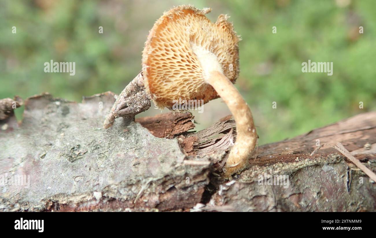 Spring Polypore (Lentinus arcularius) Fungi Stock Photo - Alamy
