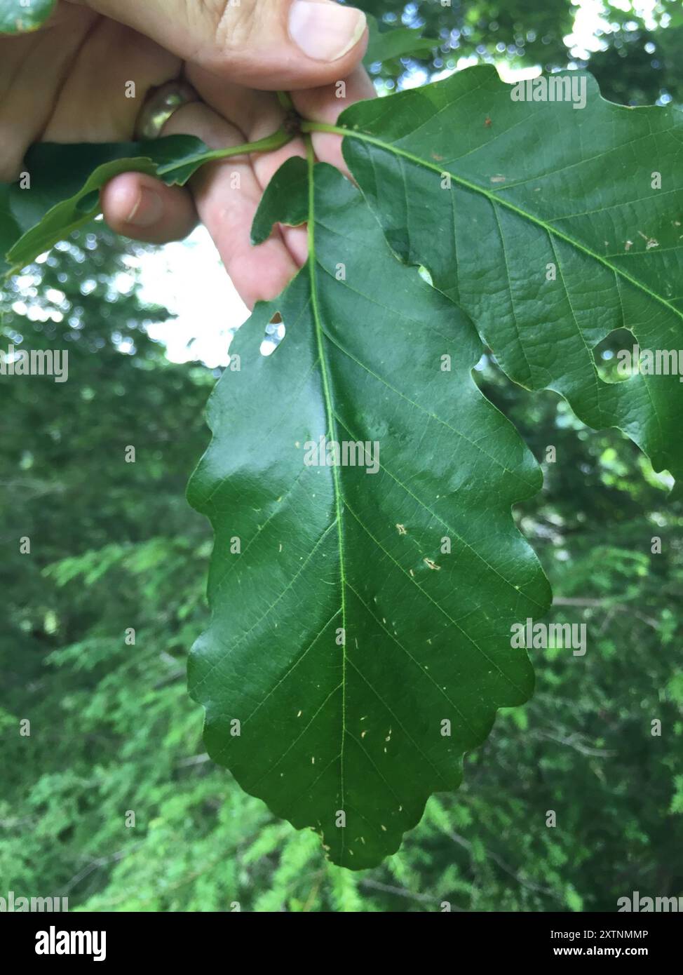 chestnut oak (Quercus montana) Plantae Stock Photo - Alamy