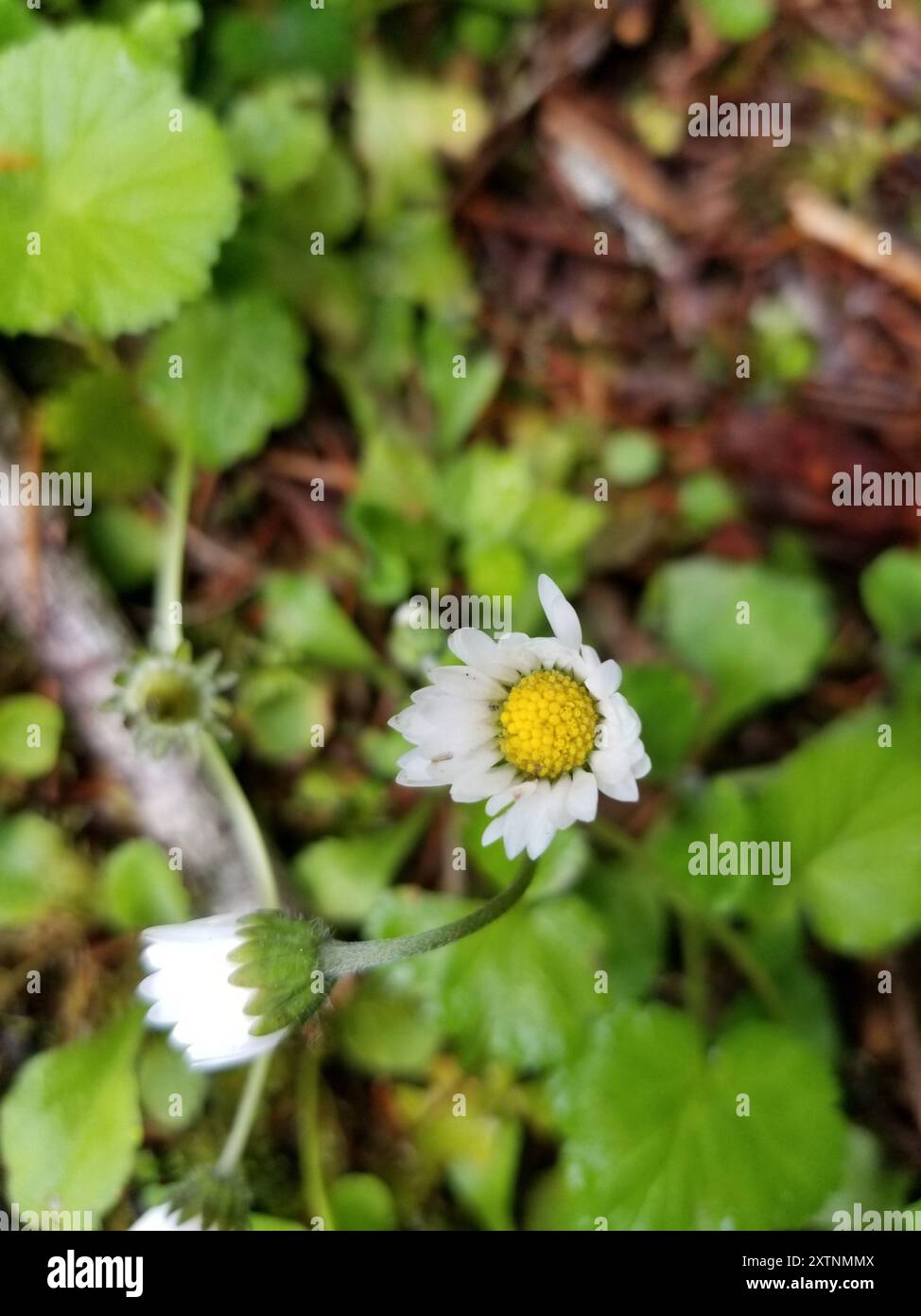 Lawn daisy (Bellis perennis) Plantae Stock Photo - Alamy