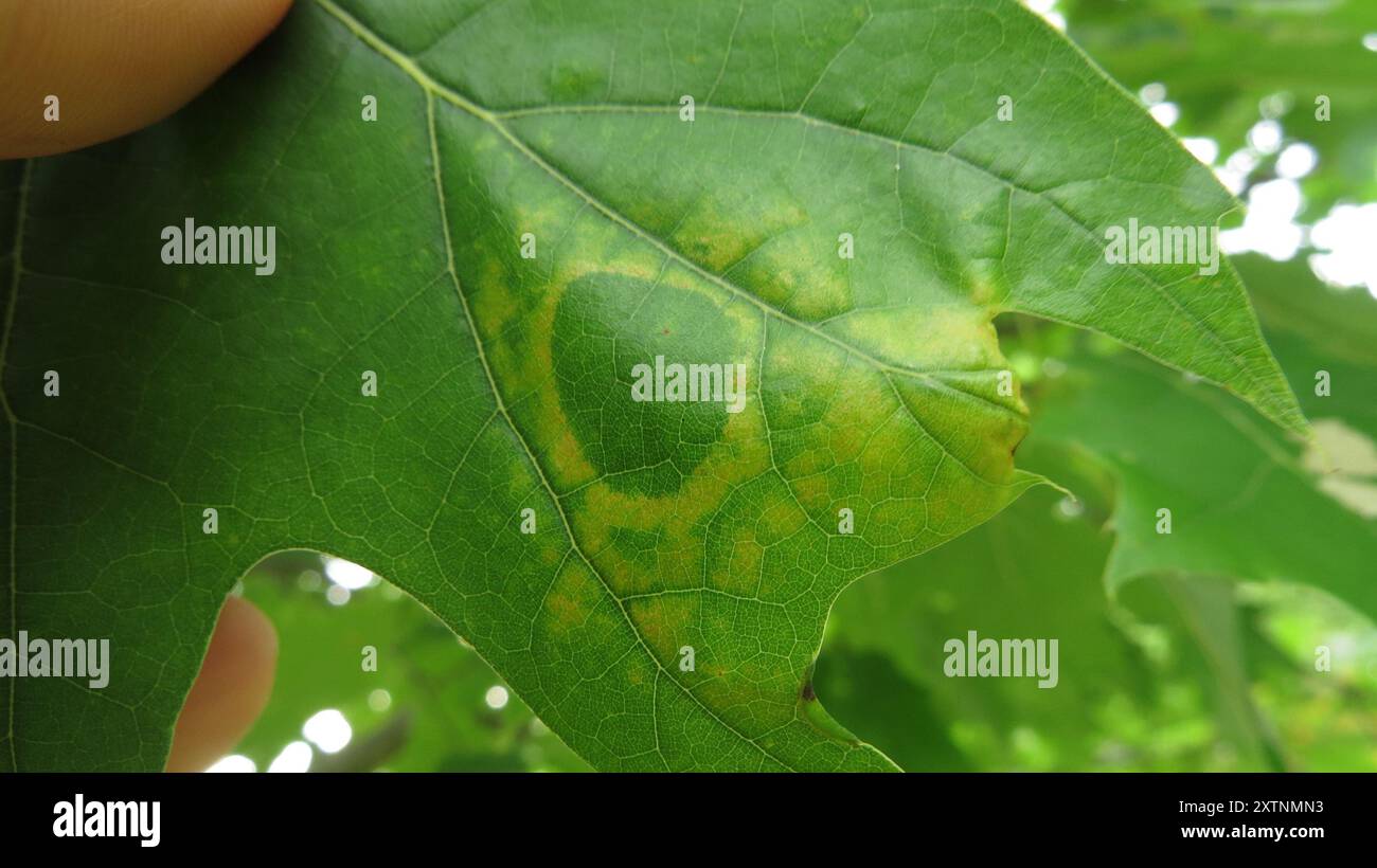 Spiders (Araneae) Arachnida Stock Photo - Alamy