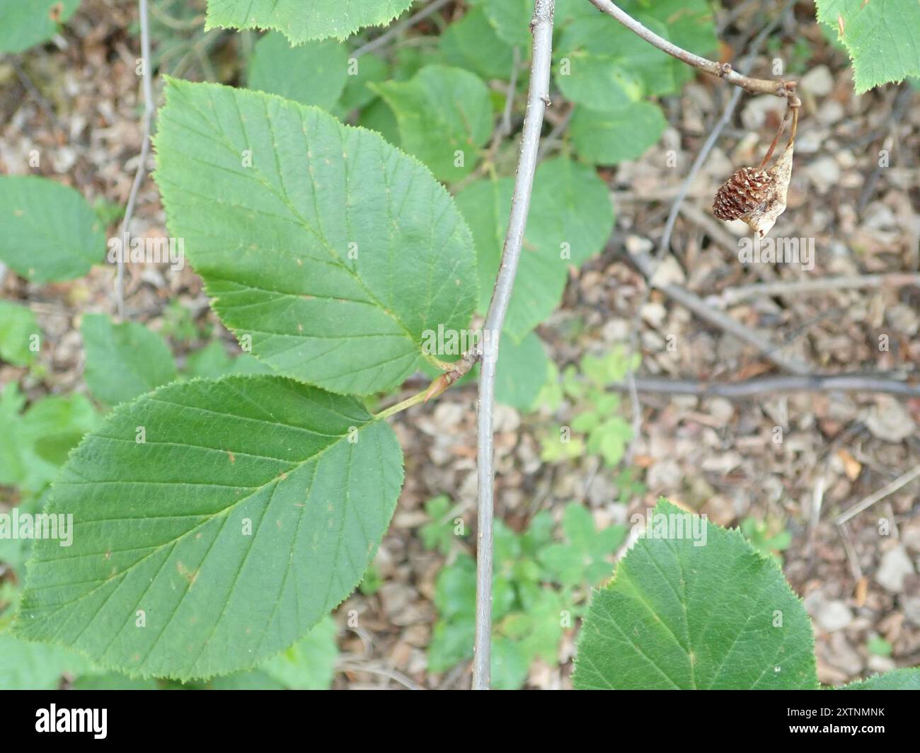 green alder (Alnus alnobetula) Plantae Stock Photo - Alamy