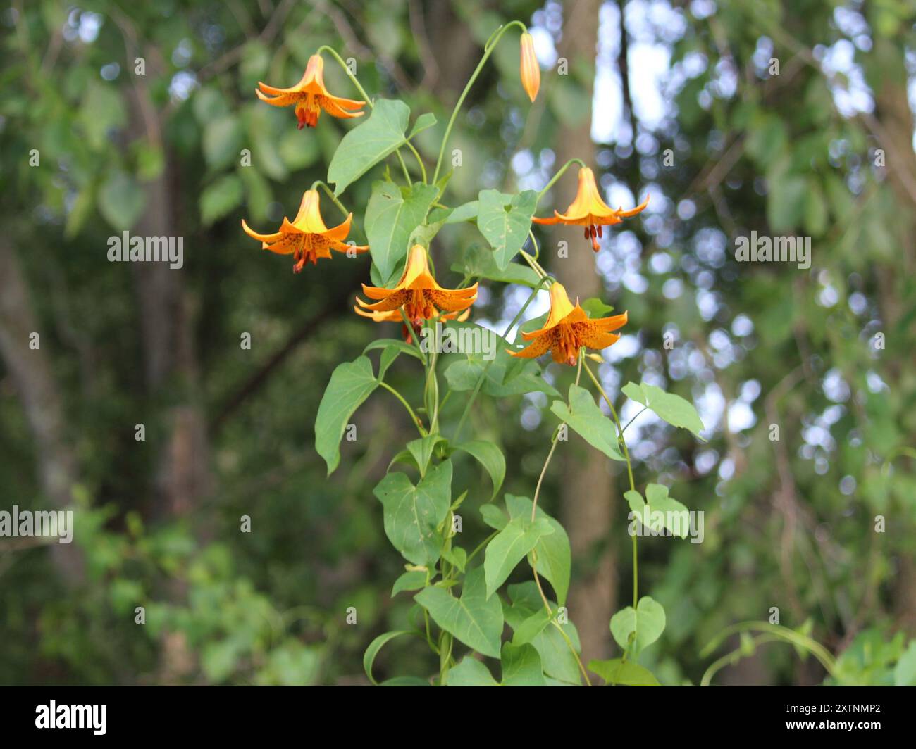 Canada lily (Lilium canadense) Plantae Stock Photo - Alamy