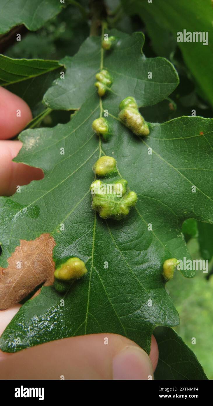 Oak Blister Gall Mite (Aceria querci) Arachnida Stock Photo - Alamy