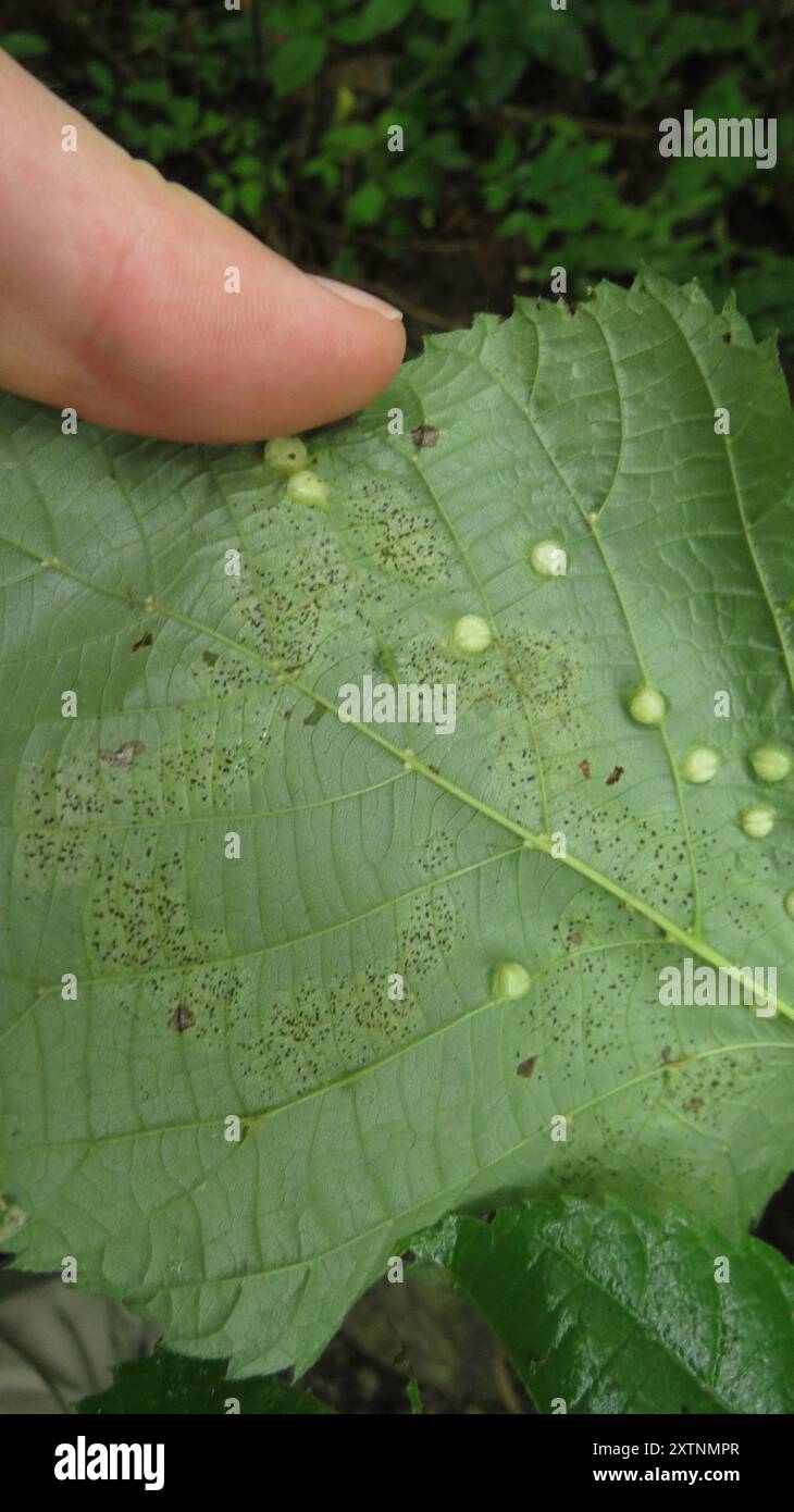 Basswood Lace Bug (Gargaphia tiliae) Insecta Stock Photo - Alamy