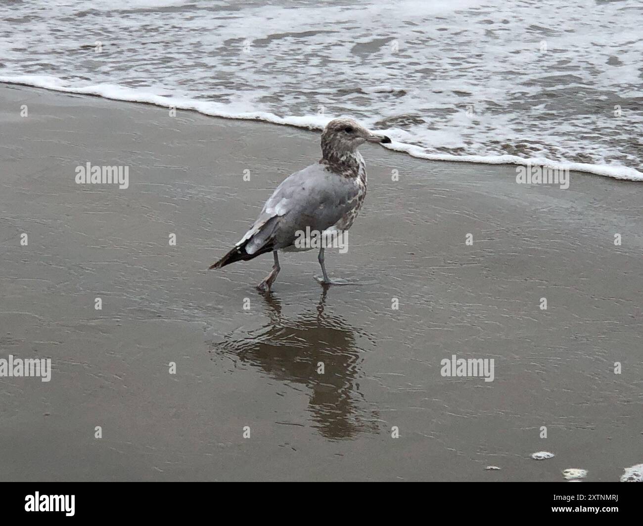 California Gull (Larus californicus) Aves Stock Photo - Alamy