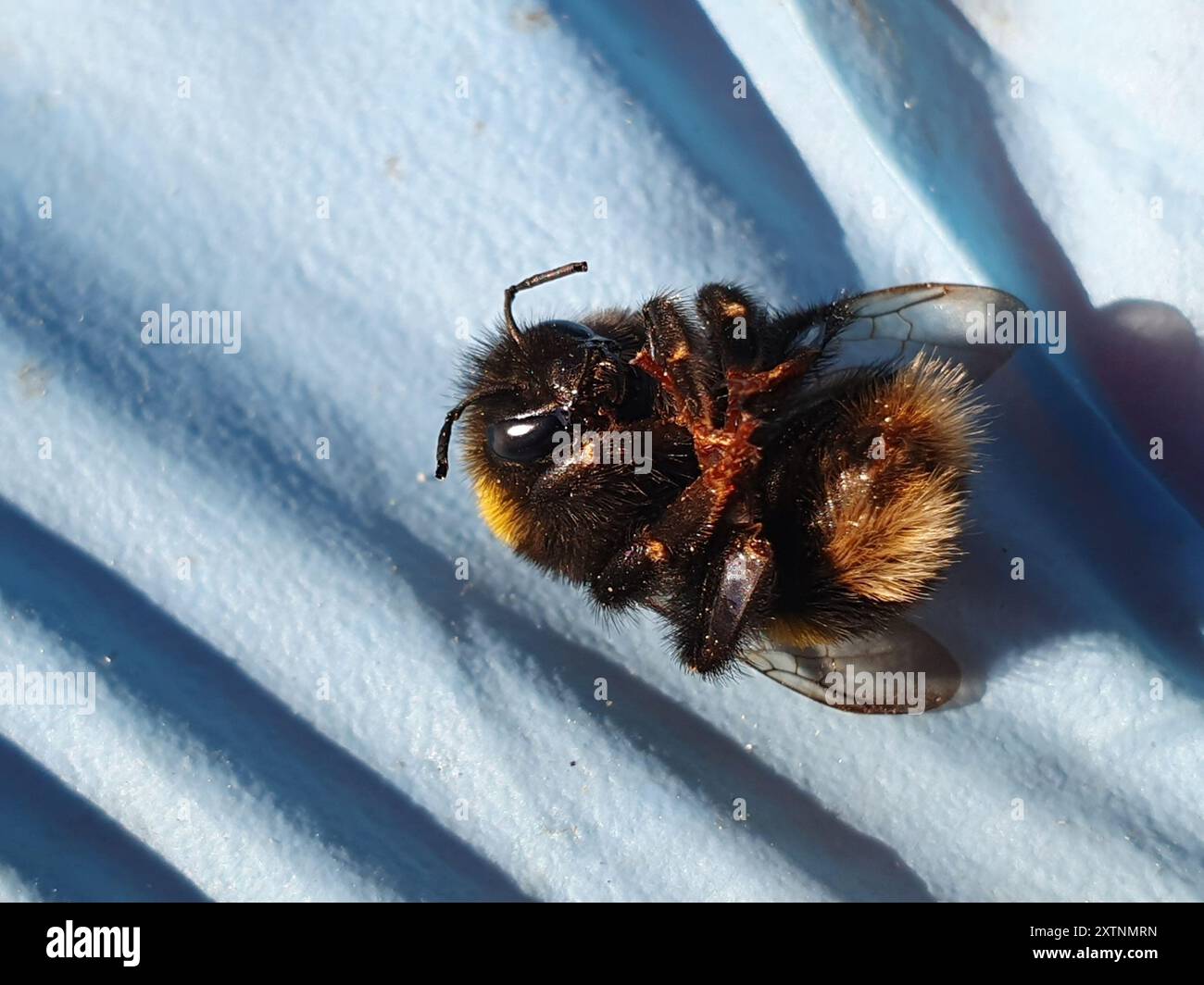 Buff-tailed Bumble Bee (Bombus terrestris) Insecta Stock Photo - Alamy