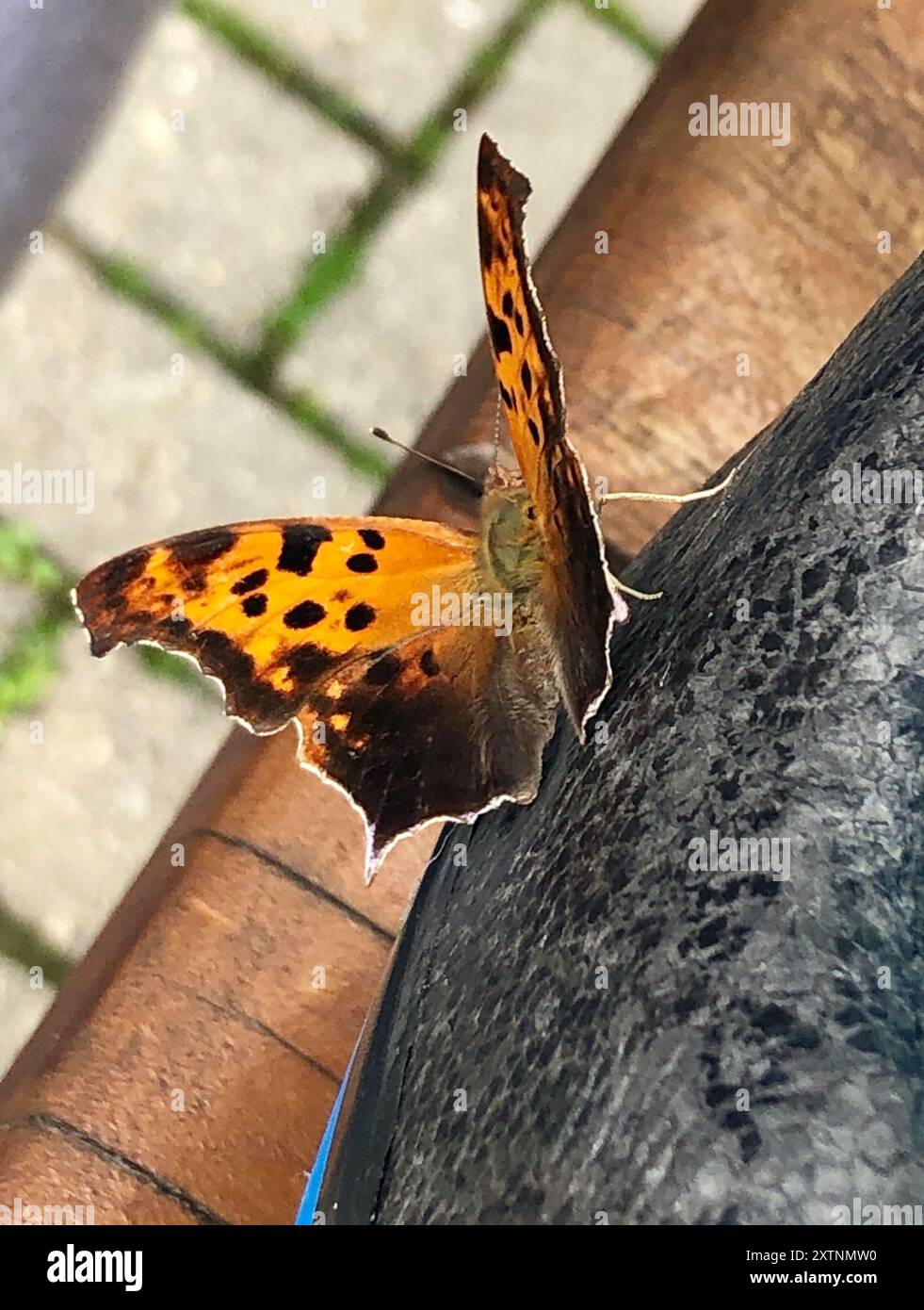 Question Mark (Polygonia interrogationis) Insecta Stock Photo - Alamy