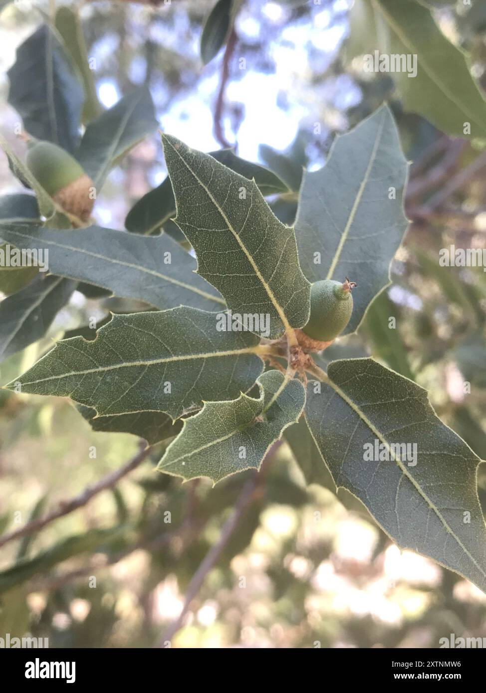 Quercus emoryi hi-res stock photography and images - Alamy