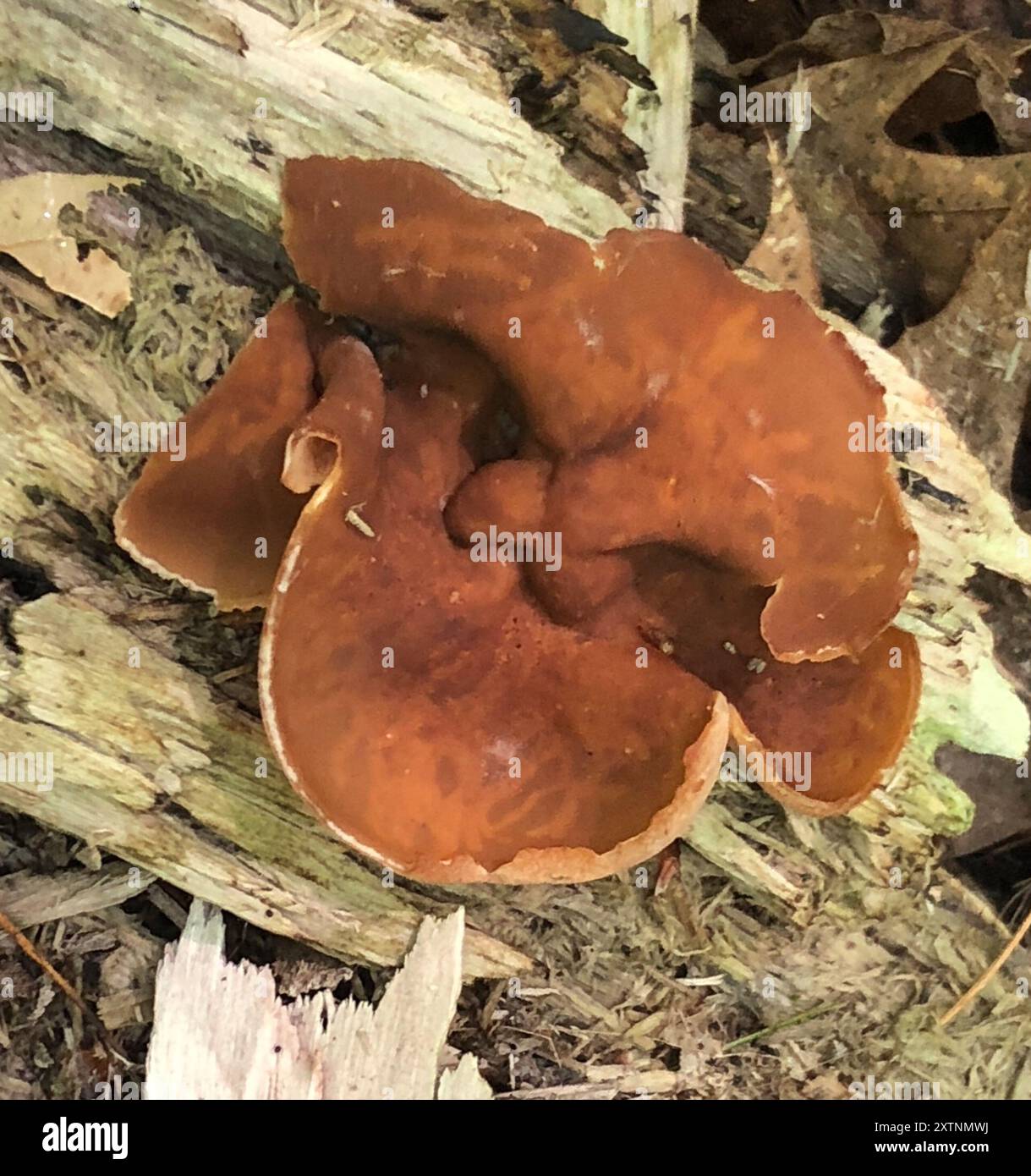 Operculate Ascomycetes (Pezizomycetes) Fungi Stock Photo - Alamy