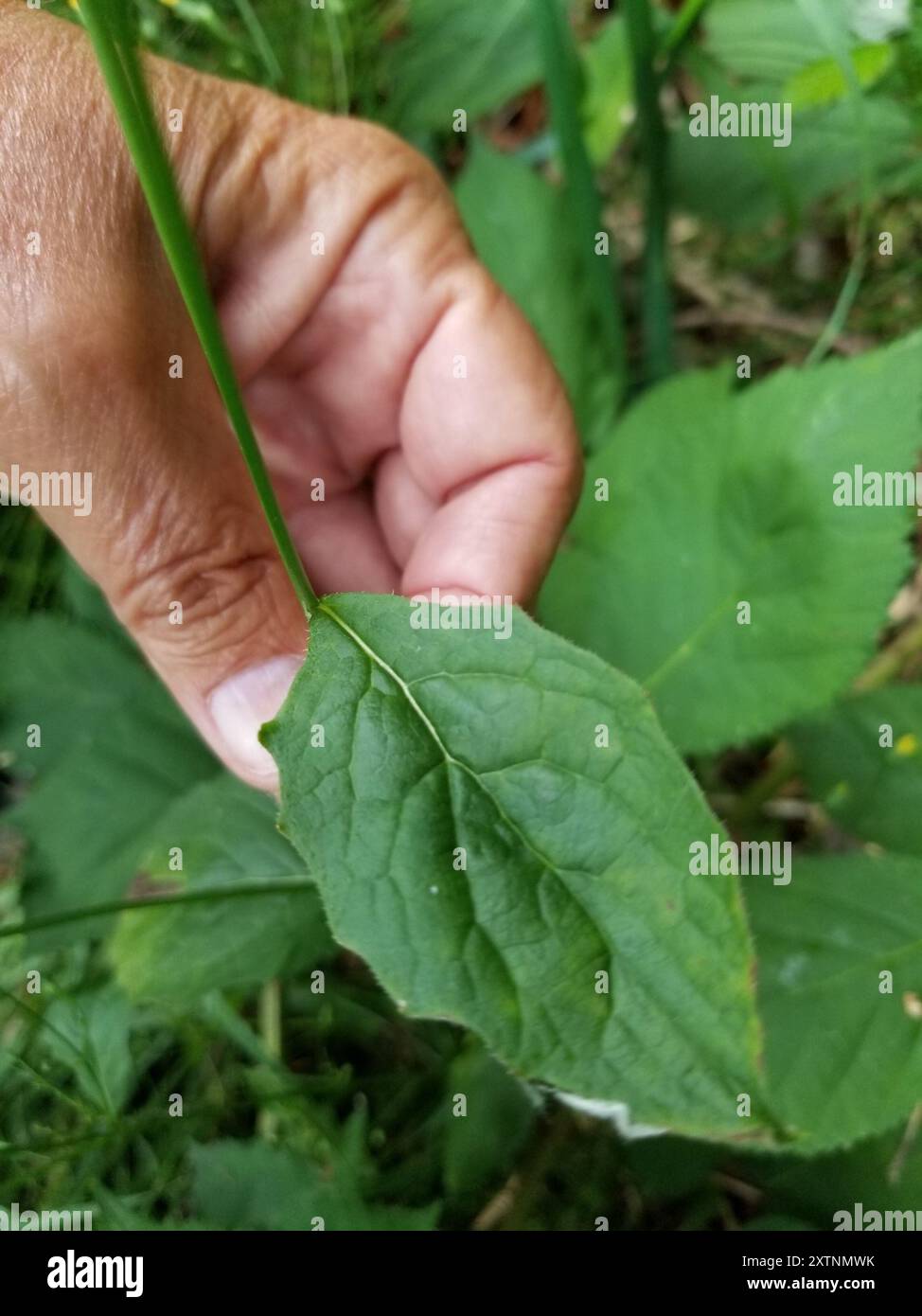 nipplewort (Lapsana communis) Plantae Stock Photo - Alamy