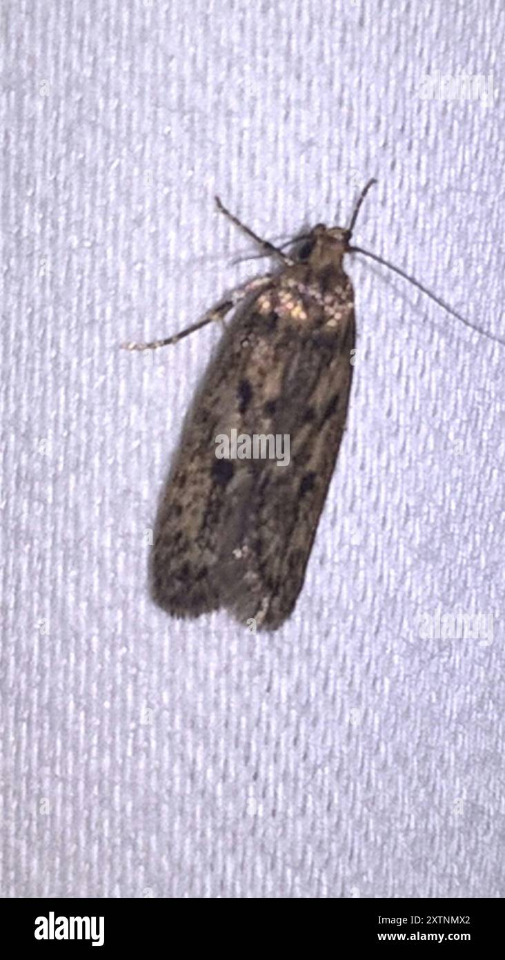 Brown House Moth (Hofmannophila pseudospretella) Insecta Stock Photo ...