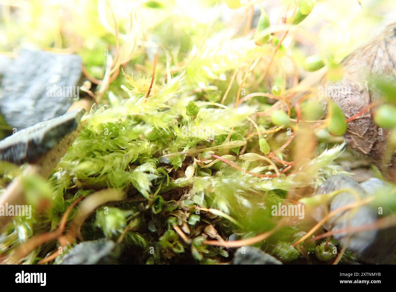Bonfire moss (Funaria hygrometrica) Plantae Stock Photo - Alamy