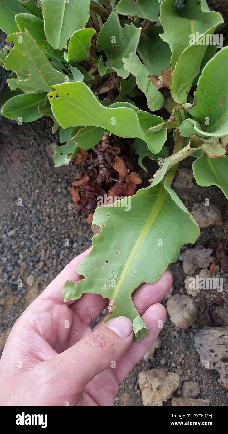 Pawale (Rumex giganteus) Plantae Stock Photo - Alamy