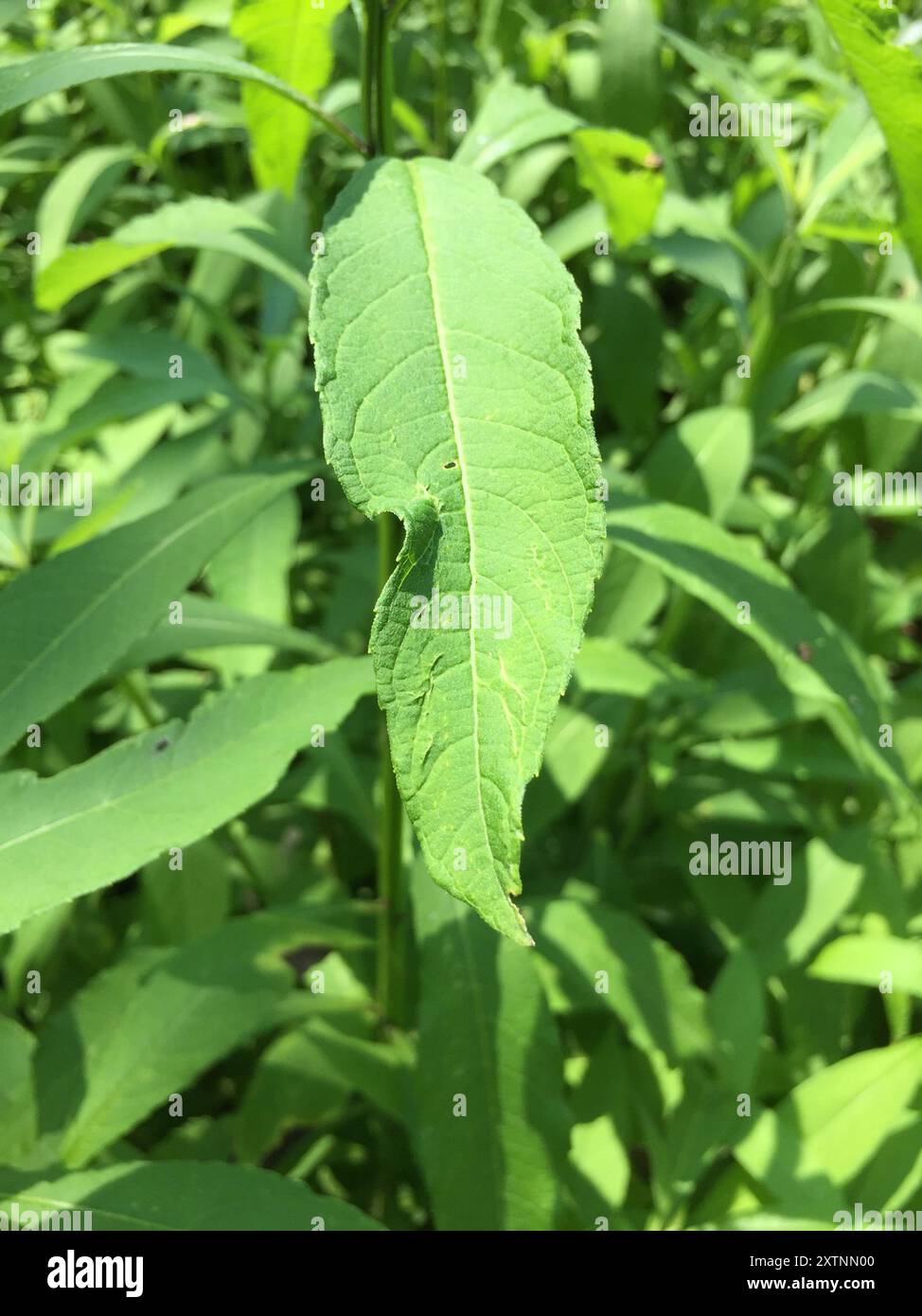 Wingstem (Verbesina alternifolia) Plantae Stock Photo - Alamy