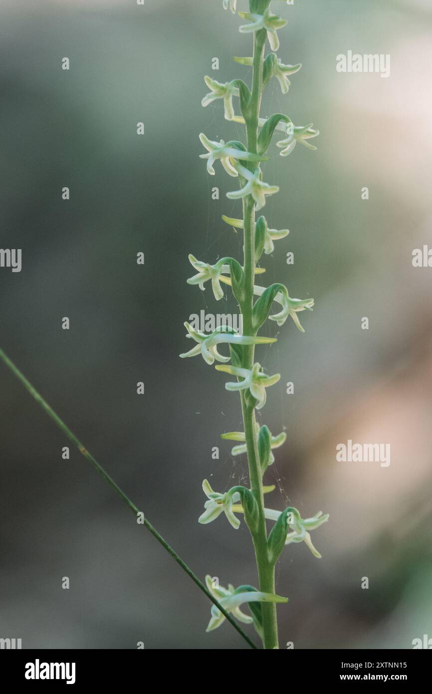 Flat Spurred Piperia (Platanthera transversa) Plantae Stock Photo - Alamy