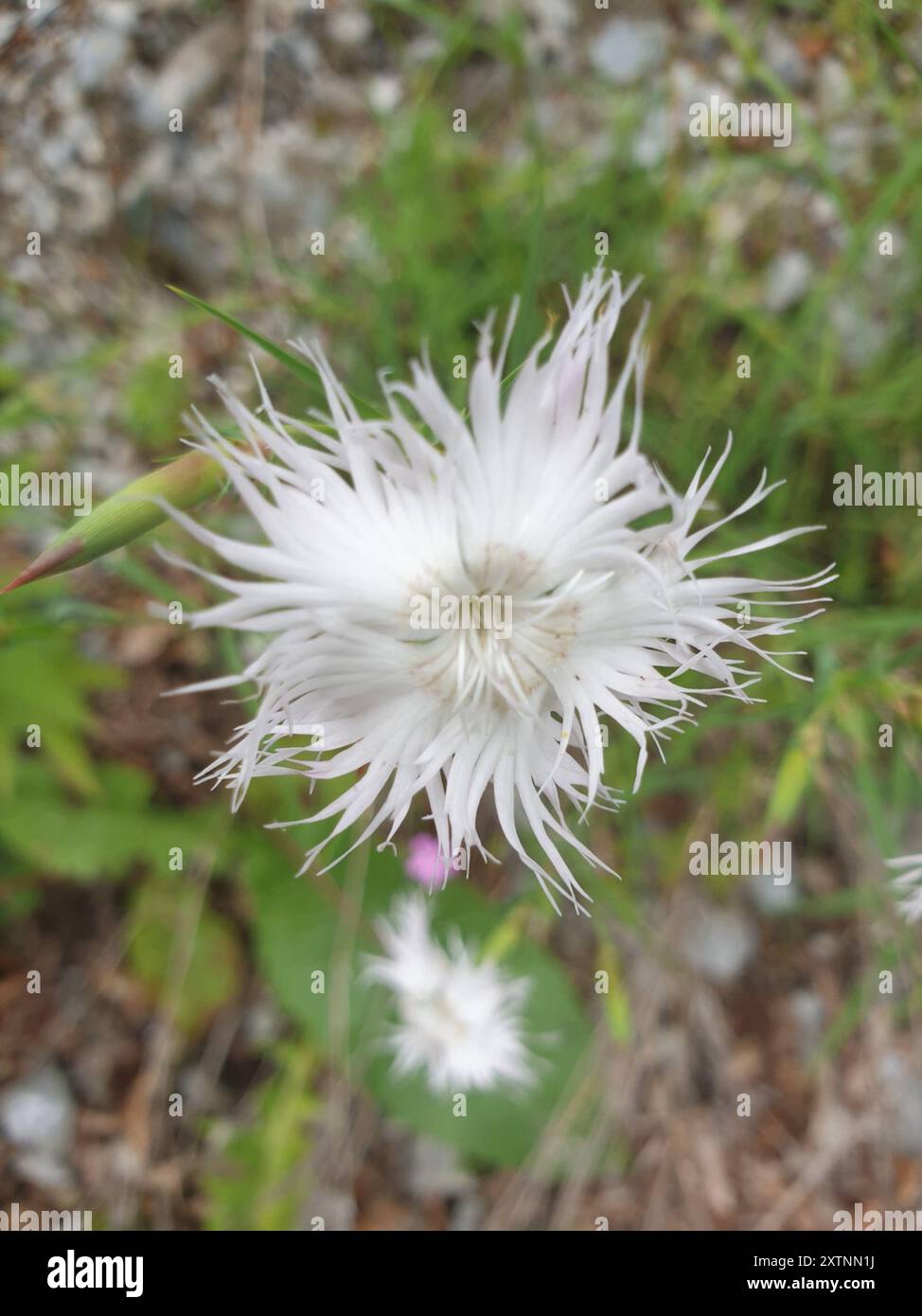 Fringed Pink (Dianthus hyssopifolius) Plantae Stock Photo - Alamy