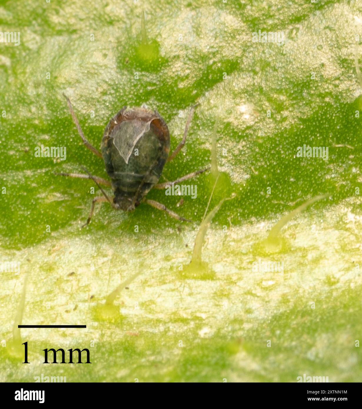 Bird Cherry-oat Aphid (Rhopalosiphum padi) Insecta Stock Photo - Alamy