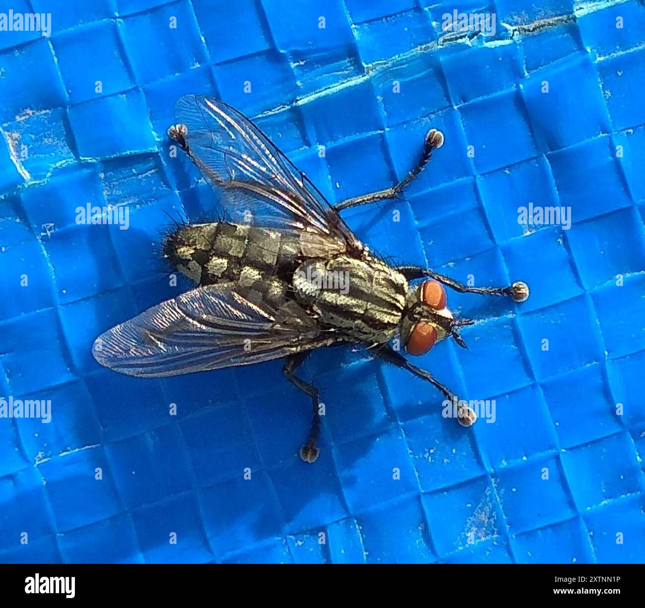 Common Flesh Flies (Sarcophaga) Insecta Stock Photo - Alamy