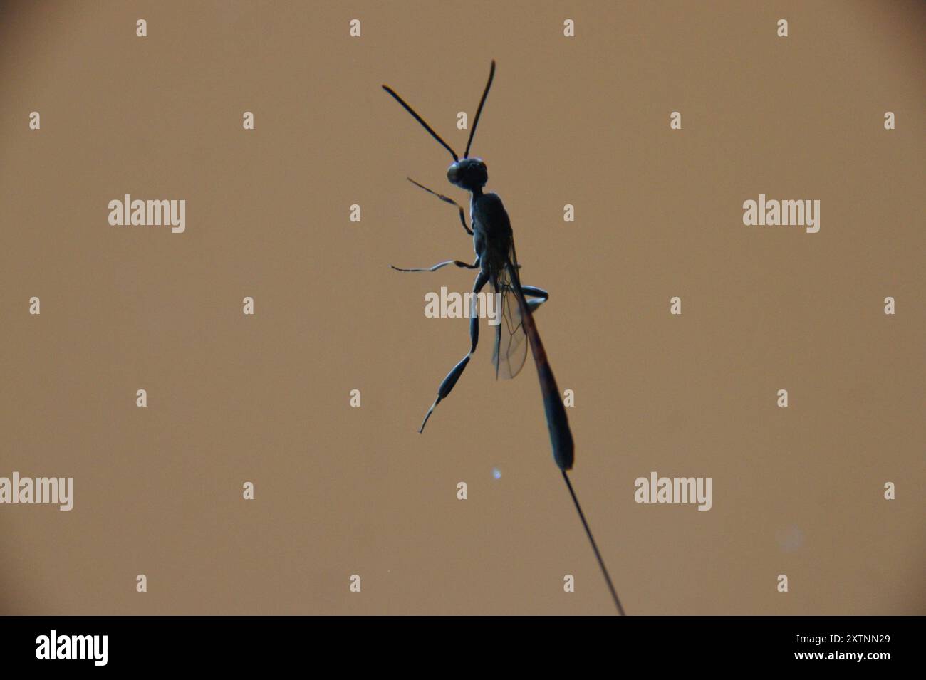 Javelin Wasp (Gasteruption jaculator) Insecta Stock Photo - Alamy