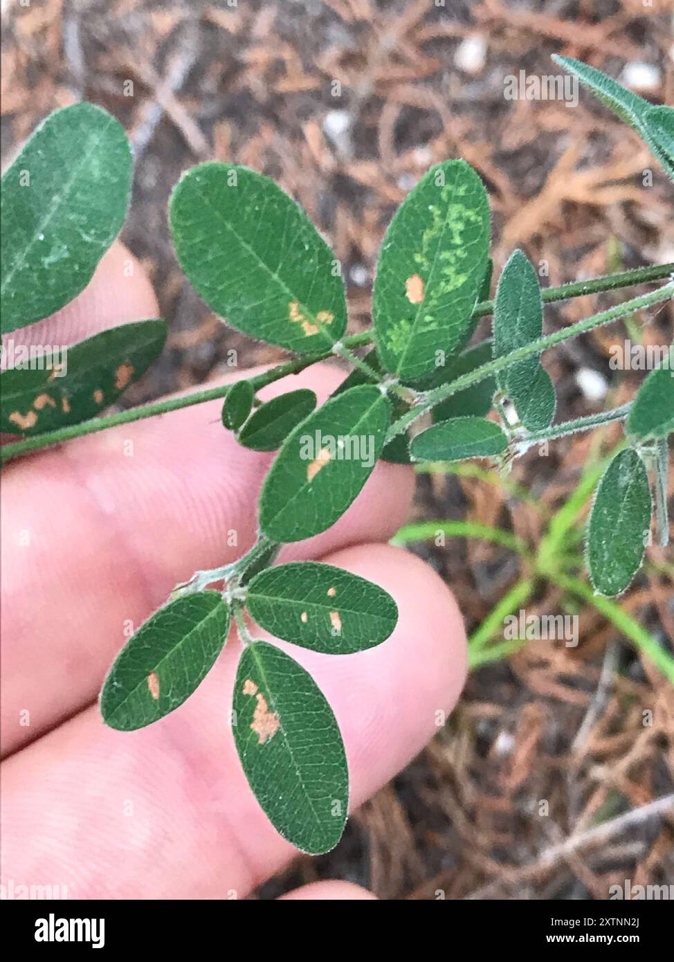 Texas bush-clover (Lespedeza texana) Plantae Stock Photo - Alamy