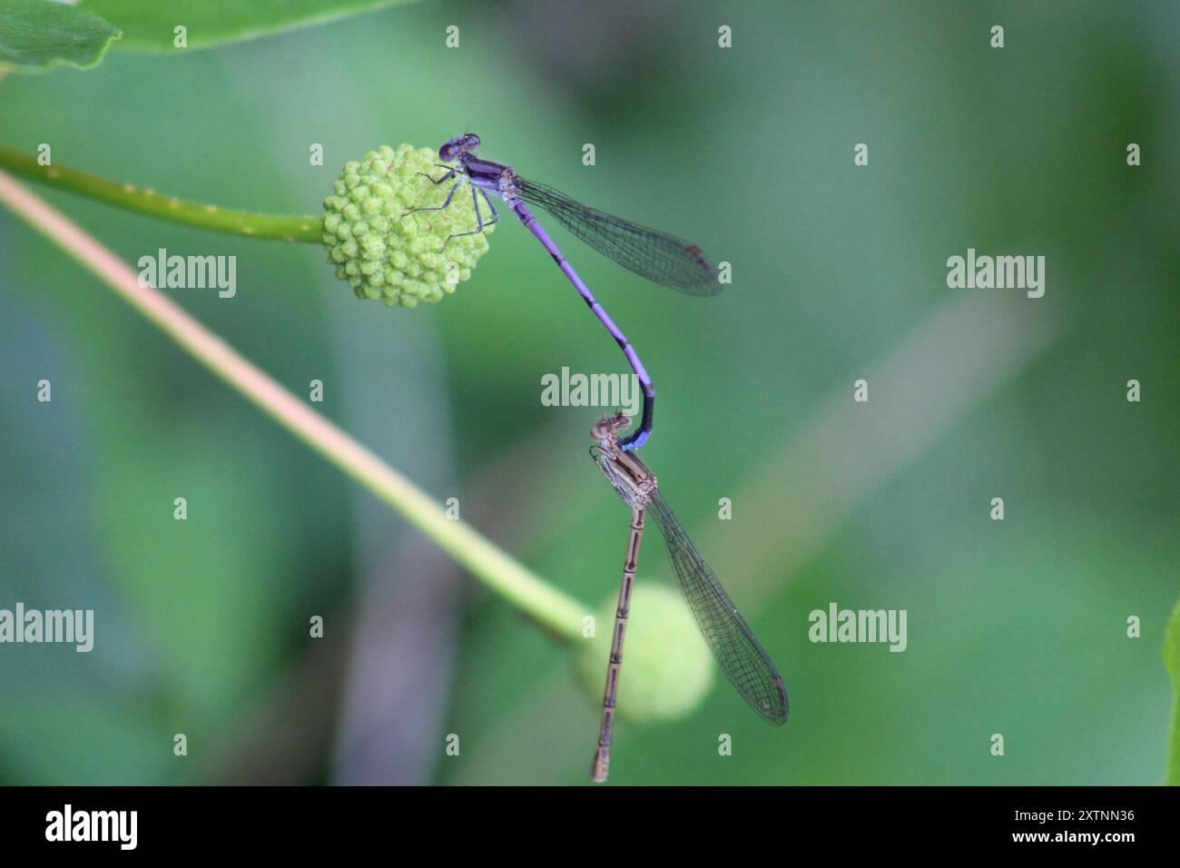 Variable Dancer (Argia fumipennis) Insecta Stock Photo - Alamy