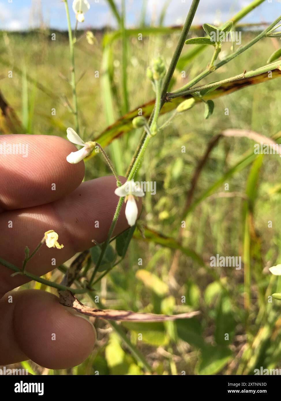 Tweedy's tick clover (Desmodium tweedyi) Plantae Stock Photo - Alamy