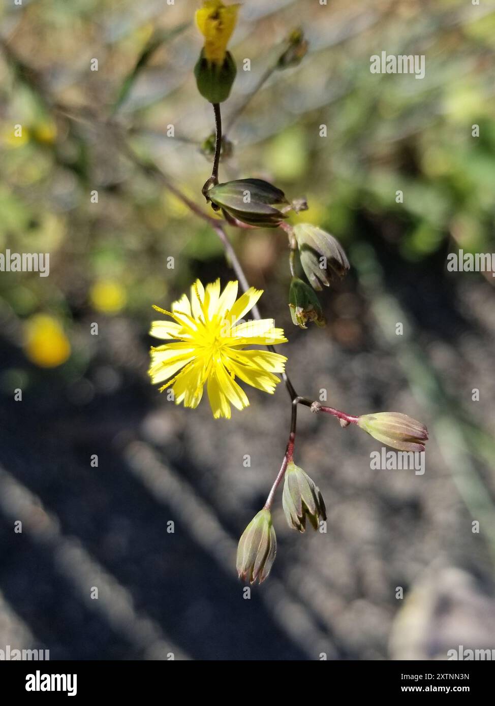 nipplewort (Lapsana communis) Plantae Stock Photo - Alamy