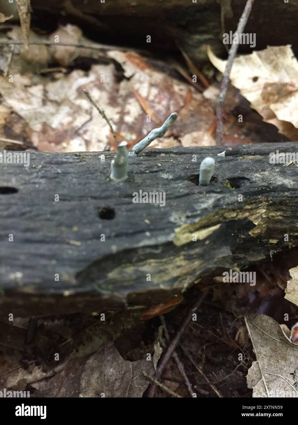 dead man's fingers (Xylaria polymorpha) Fungi Stock Photo - Alamy